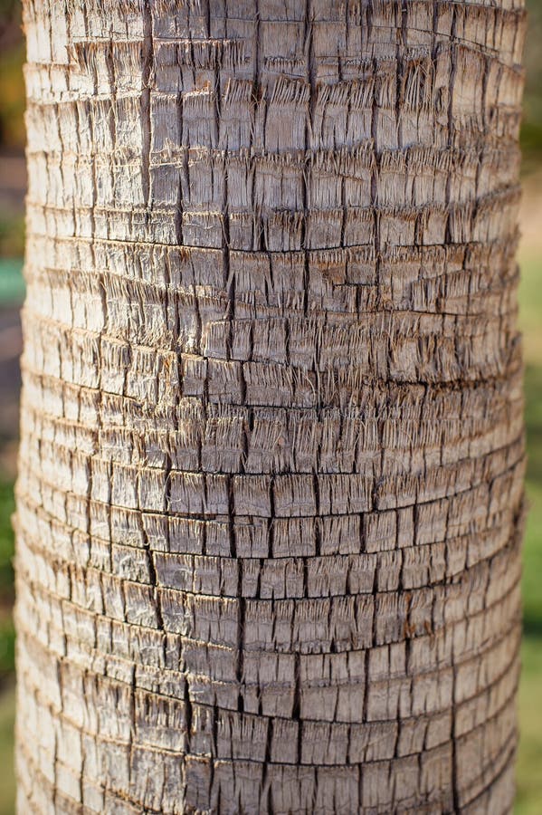 The Texture of a Palm Tree Close Up Stock Image - Image of environment ...