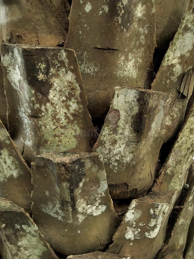 The Natural Structure of Palm Trees Stock Photo - Image of natural ...