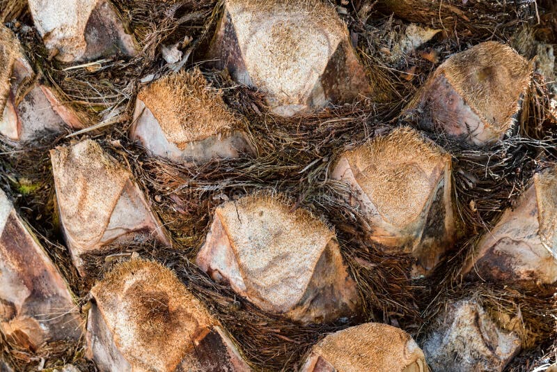 Texture of Palm Tree Stem Close Up Stock Photo - Image of banana ...