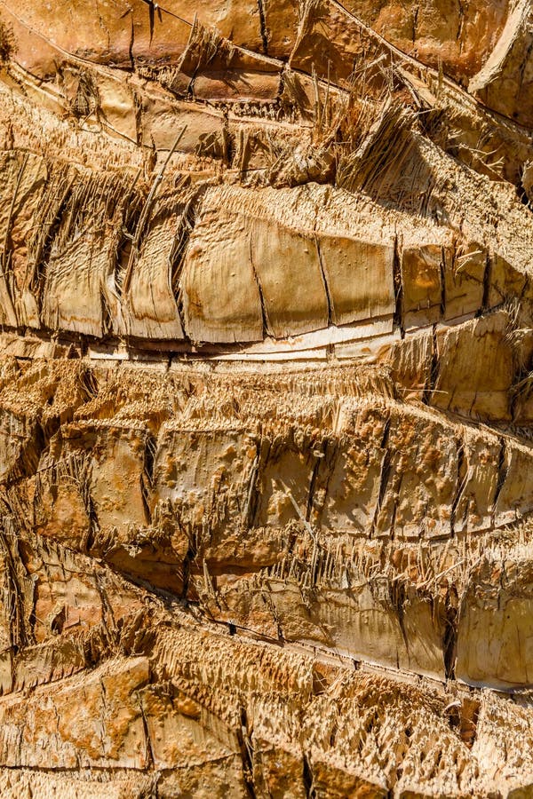 Texture of the Palm Tree Trunk for Background Stock Photo - Image of ...