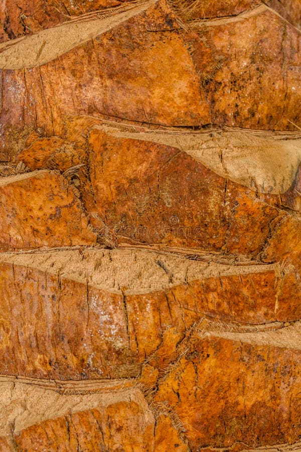Texture of the Palm Tree Trunk for Background Stock Photo - Image of ...