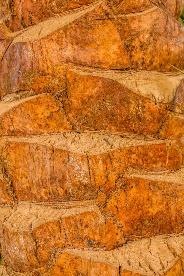Texture of the Palm Tree Trunk for Background Stock Image - Image of ...