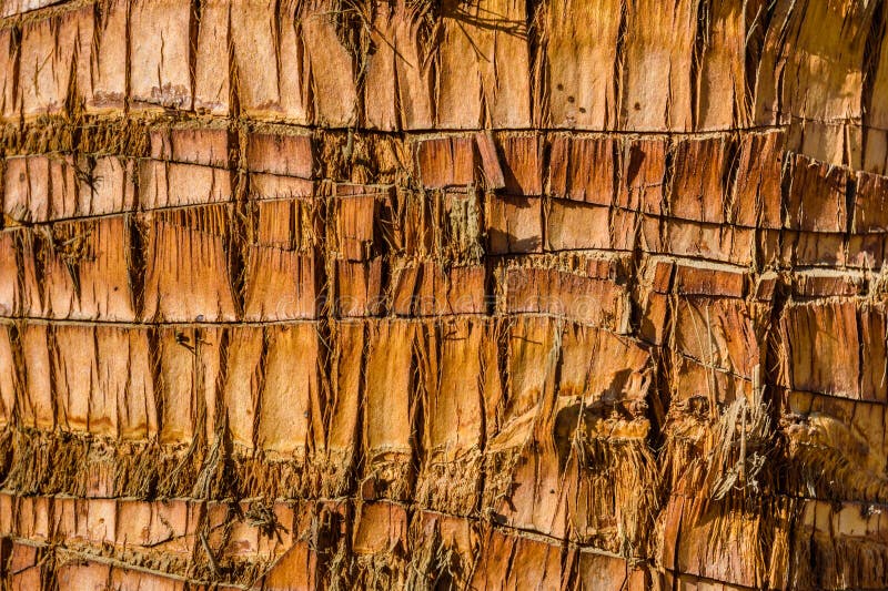 Coco Lumber Wood Texture Stock Photos - Free & Royalty-Free Stock ...