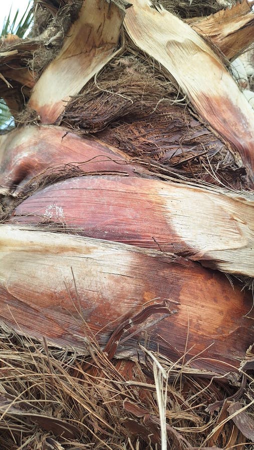 The Texture of a Palm Tree Wrapped Around Its Trunk Stock Illustration ...