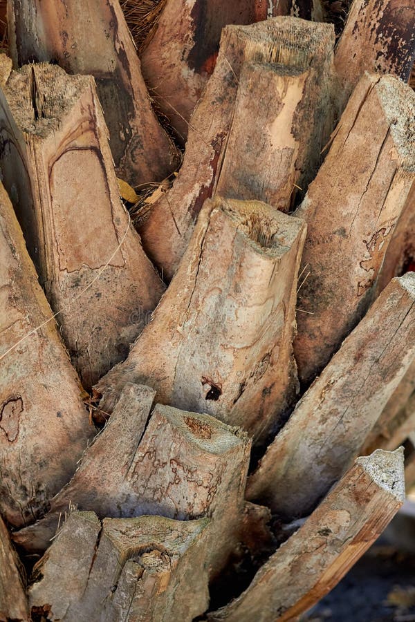 Texture of Palm Trees Closeup. Palm Stem Close Up. Palm Tree Texture ...