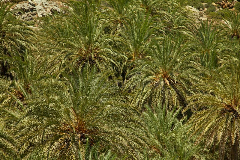 Texture of palm trees stock image. Image of flora, palm - 32307829