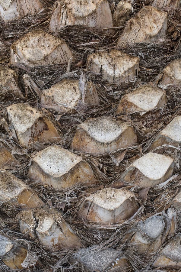 Texture of the Palm. Upper Trunk Detail of Palm Tree Background Texture ...