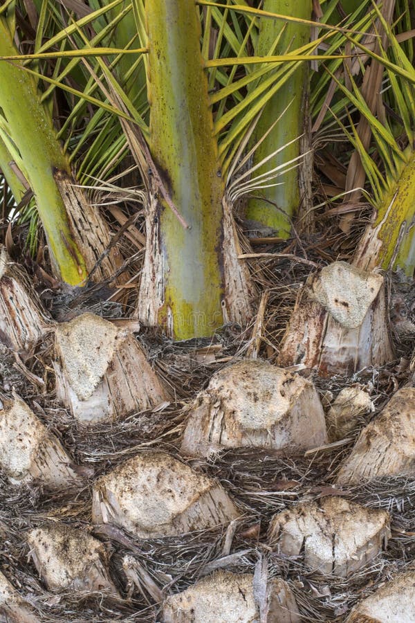 Texture of the Palm. Upper Trunk Detail of Palm Tree Background Texture ...