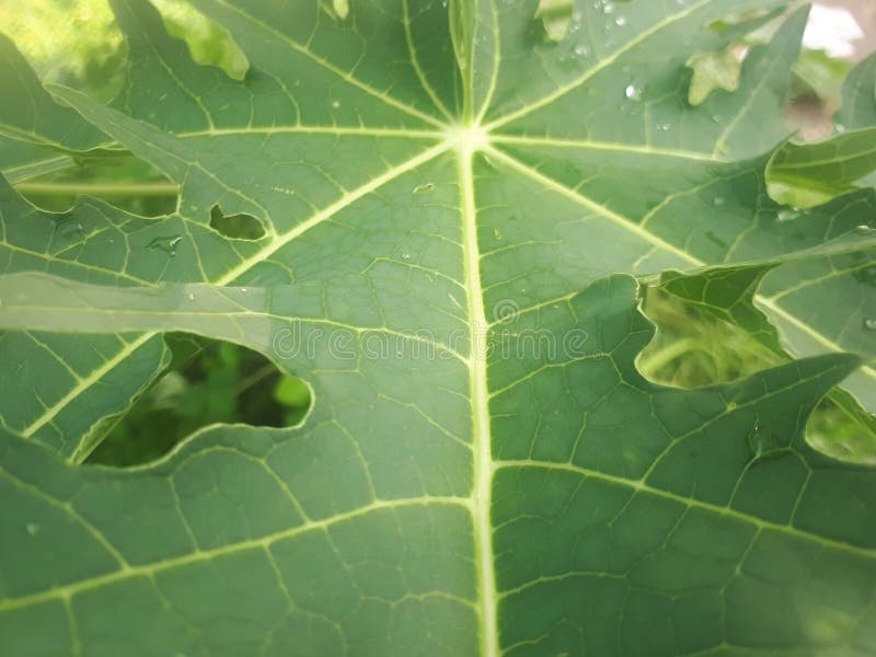 The Texture of Papaya Leaves is Very Unique and a Bit Rough Stock Photo ...