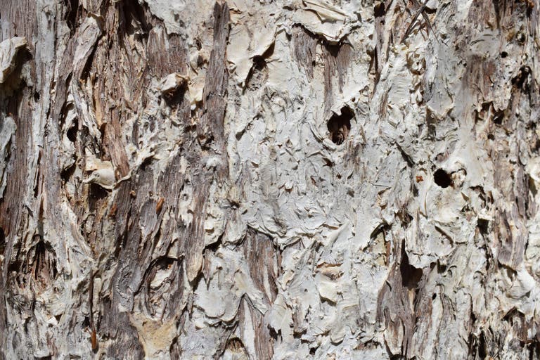 Texture of Paperbark tree stock image. Image of holes - 99743339
