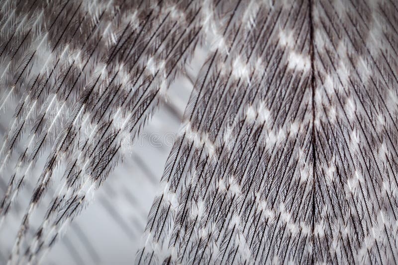 Grey Nice Plumage Texture in Close Up Stock Photo - Image of pattern ...
