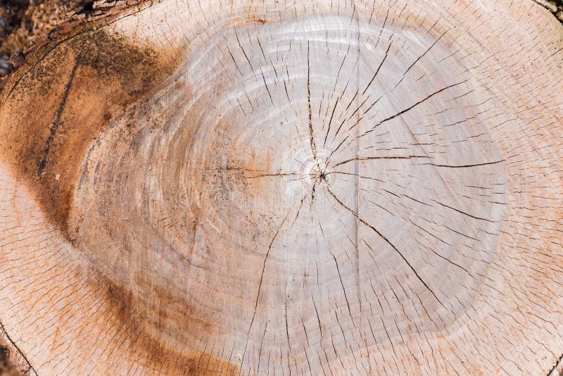 Texture Of Partly Wet Transverse Cut Of Elm Tree Trunk Stock Photo ...