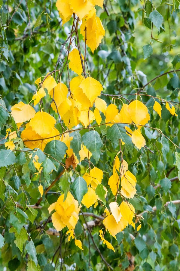 Texture, Pattern, Background. Autumn Leaves on a Tree, Bright Ye Stock ...