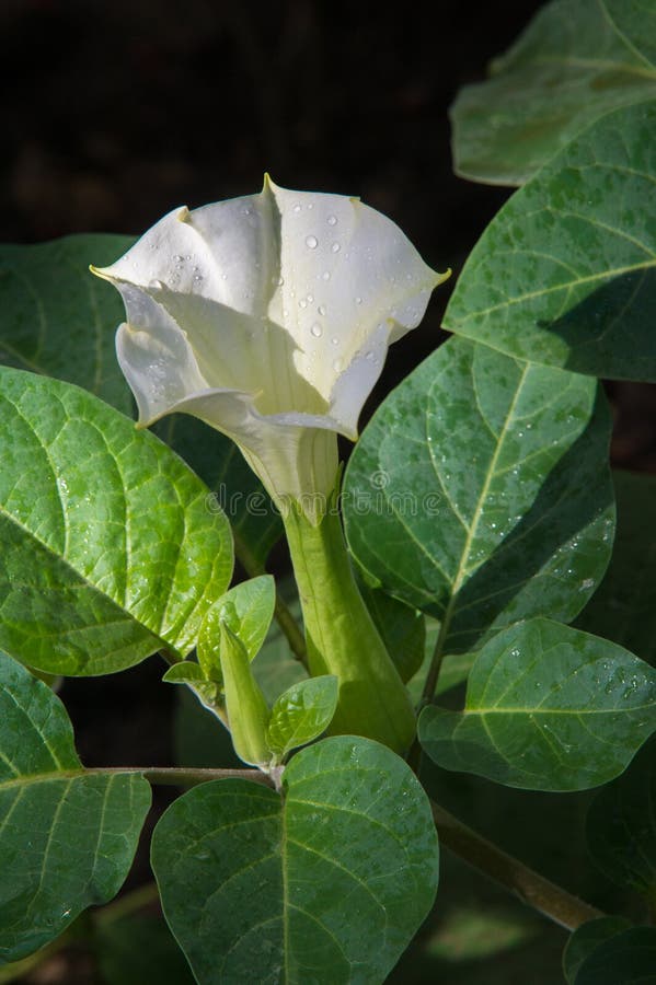 324 Pink Datura Flower Stock Photos - Free & Royalty-Free Stock Photos ...