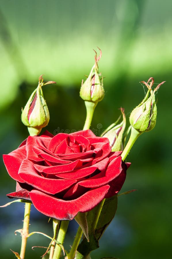 Texture, Pattern, Background. Roses Stock Photo - Image of pink, petal ...