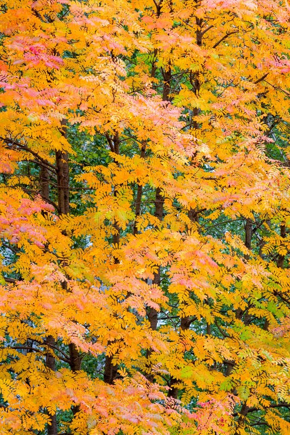 Texture, Pattern, Background. Texture, Pattern, Background. Aut Stock ...