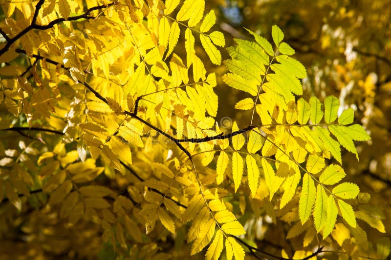 Texture, Pattern, Background. Texture, Pattern, Background. Aut Stock ...