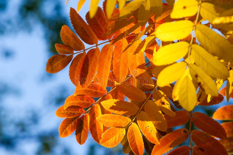 Texture, Pattern, Background. Texture, Pattern, Background. Aut Stock ...