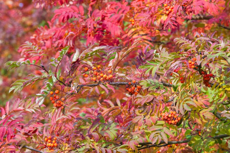 Texture, Pattern, Background. Texture, Pattern, Background. Aut Stock ...