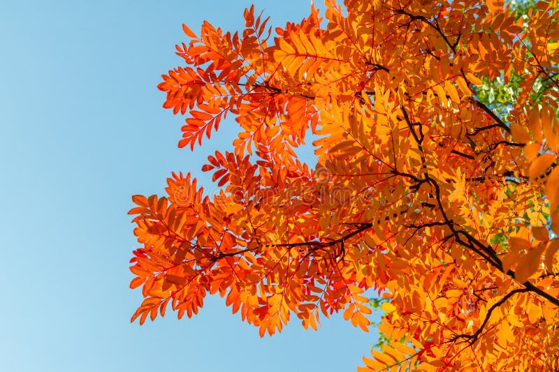 Texture, Pattern, Background. Texture, Pattern, Background. Aut Stock ...