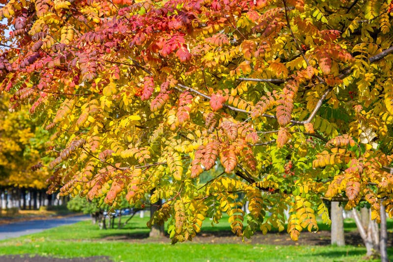 Texture, Pattern, Background. Texture, Pattern, Background. Aut Stock ...