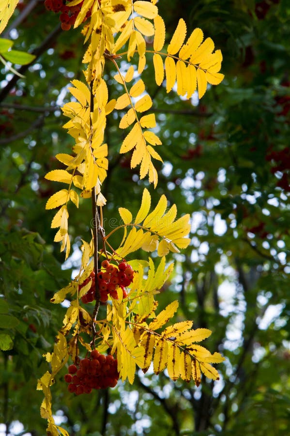 Texture, Pattern, Background. Texture, Pattern, Background. Aut Stock ...
