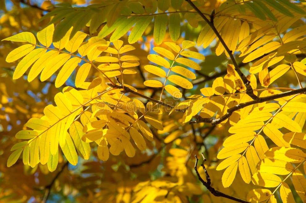 Texture, Pattern, Background. Texture, Pattern, Background. Aut Stock ...