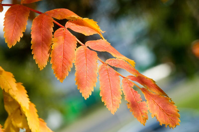 Texture, Pattern, Background. Texture, Pattern, Background. Aut Stock ...