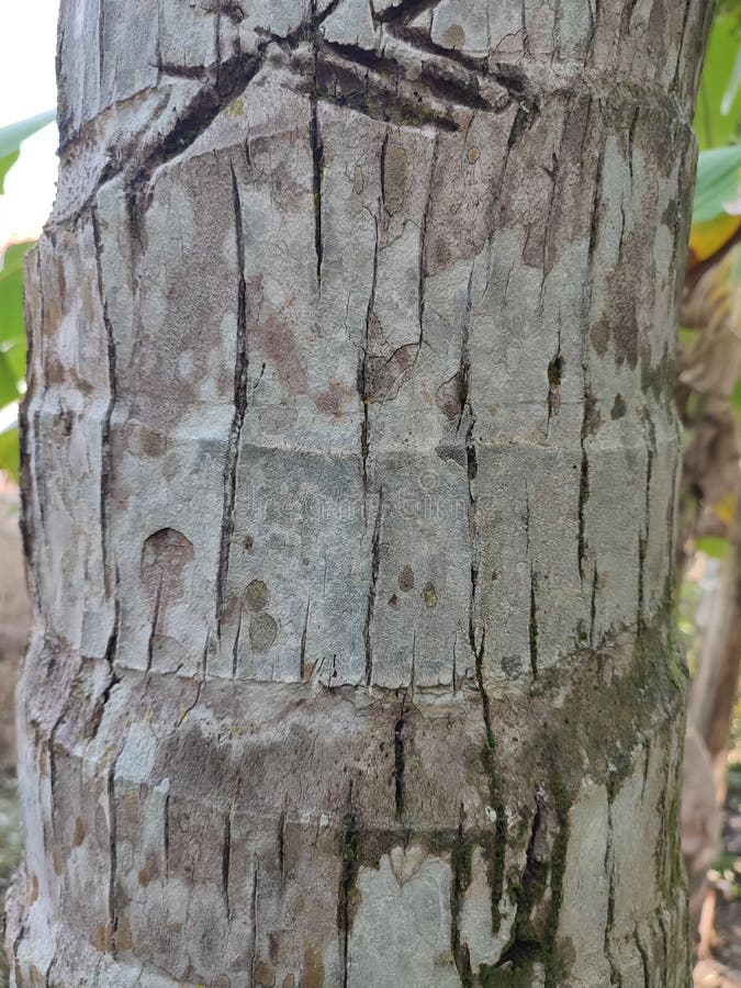 Coco Lumber Wood Texture Stock Photos - Free & Royalty-Free Stock ...