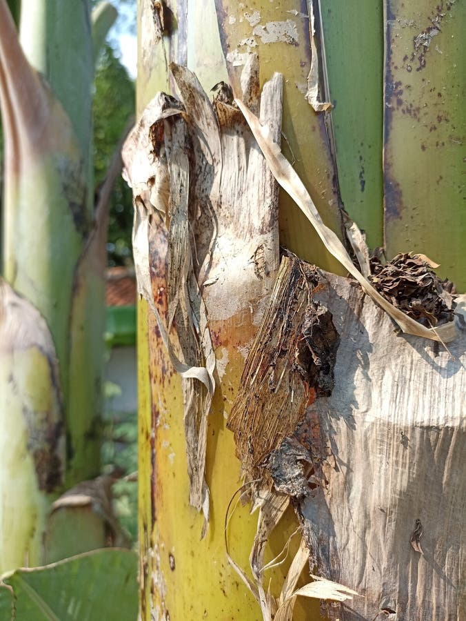 Dead Banana Tree because of Cold Weather Stock Image - Image of beauty ...