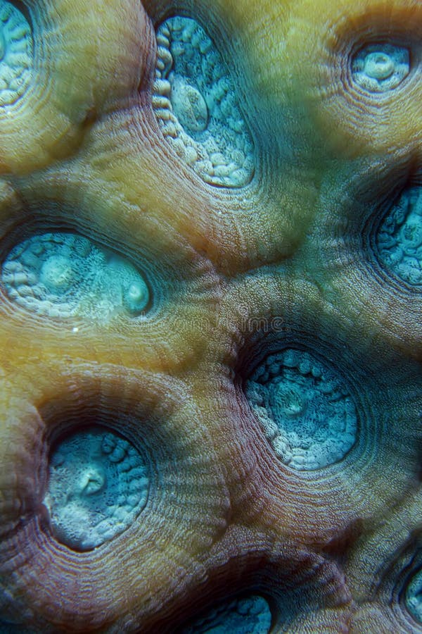Coral pattern Texture stock image. Image of beach, marine - 26084273