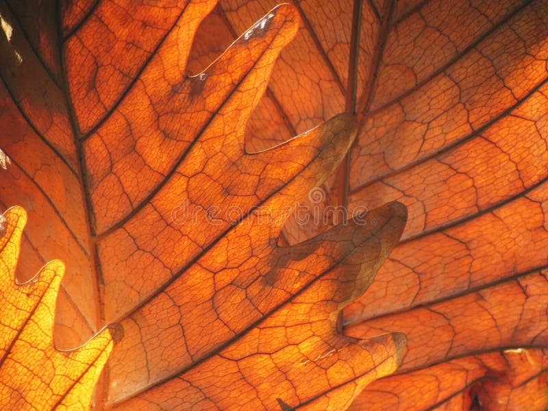 Texture and Pattern of Dried Leaves. the Color of Leaves on a Su Stock ...