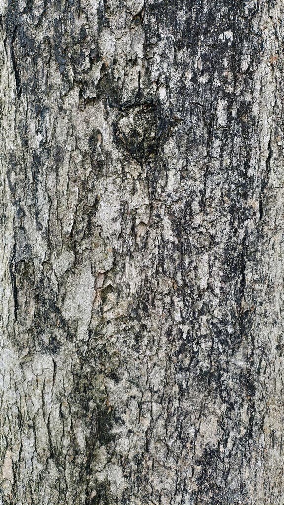 Texture Pattern Formed by the Rough Bark of Huge Trees Stock Image ...