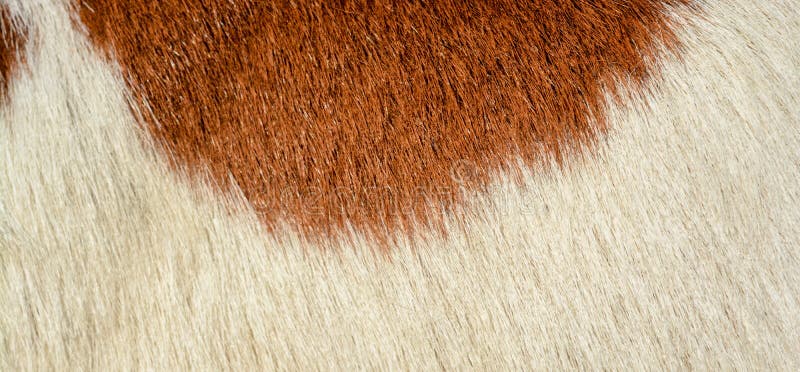 Texture or Pattern of a Fur Stock Photo - Image of abstract, animal ...