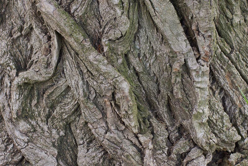 Texture from a Pattern of Gray Oak Tree Bark Stock Photo - Image of ...