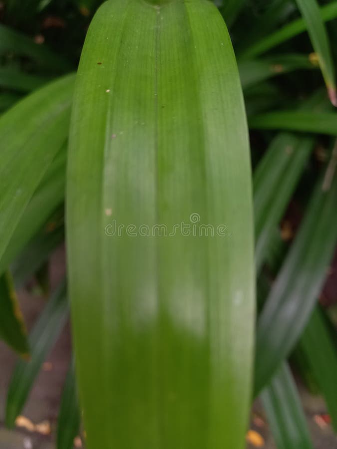 1,312 Texture Pandanus Stock Photos - Free & Royalty-Free Stock Photos ...