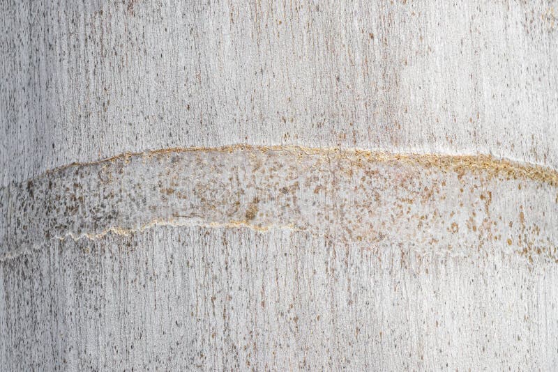 Texture Pattern Grey Bark of Palm Trees Puerto Aventuras Mexico Stock ...