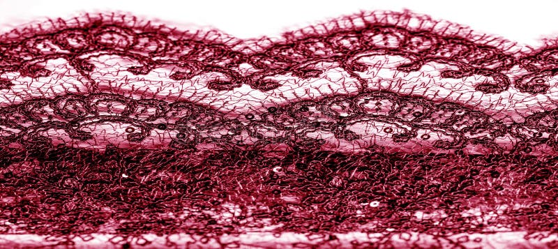 Sheer Paper Stock Photos - Free & Royalty-Free Stock Photos from Dreamstime