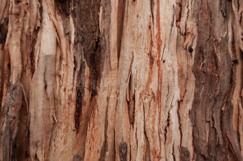 Texture and Pattern of a Large Eucalyptus Tree Stock Image - Image of ...
