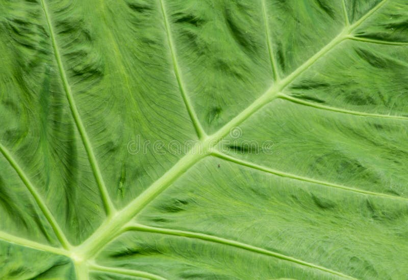 Taro leaves stock image. Image of large, leaf, pattern - 123830409