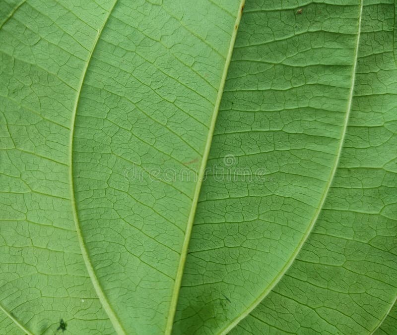 Texture, Pattern, or Leaf Veins in the Forest Stock Image - Image of ...