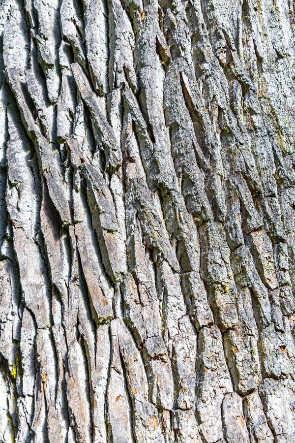 Texture Pattern of Old Huge Giant Patriarch Oak Tree Bark Stock Image ...