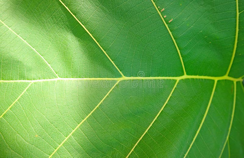 Texture and Pattern of Green Teak Tree Leaf in the Sunlight Stock Photo ...
