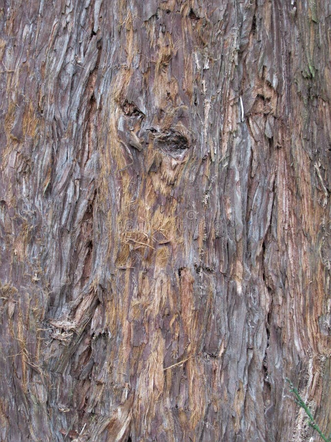 Tree Bark Pattern and Texture Stock Image - Image of wood, timber ...