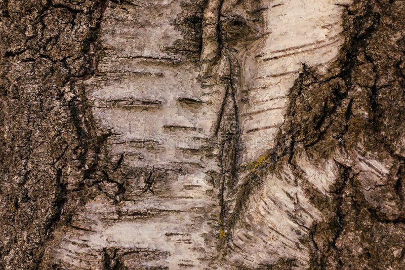 Close-up of Birch Bark with Textured Surface, Series "Texture of Tree ...