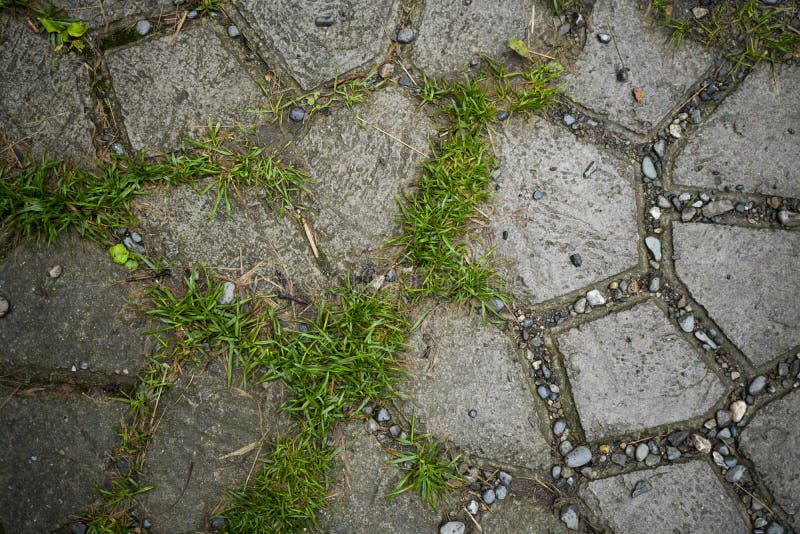 Texture of Paving Slabs Overgrown with Grass Stock Image - Image of ...