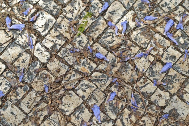 Texture stock photo. Image of ground, botanical, stones - 49136186