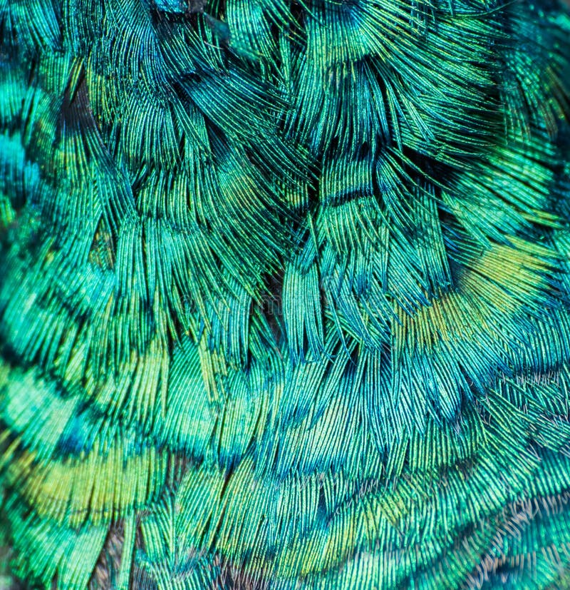 Texture of peacock. stock photo. Image of colorful, pattern - 91594192