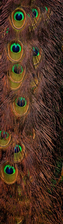 The Texture of the Peacock`s Tail. Feathers for the Background Stock ...