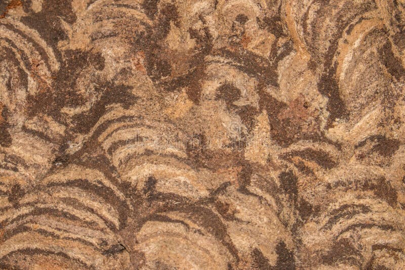 1,539 Wasp Nest Texture Stock Photos - Free & Royalty-Free Stock Photos ...